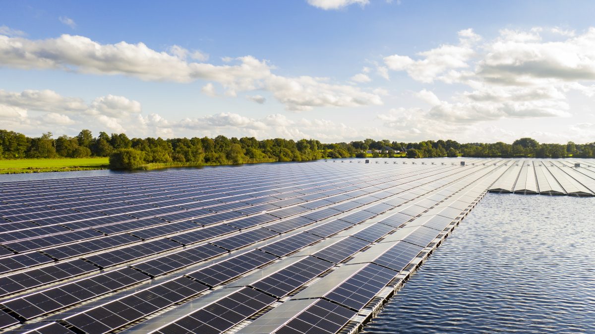 Herontdekking van de kwabaal | Nieuws | GroenLeven
